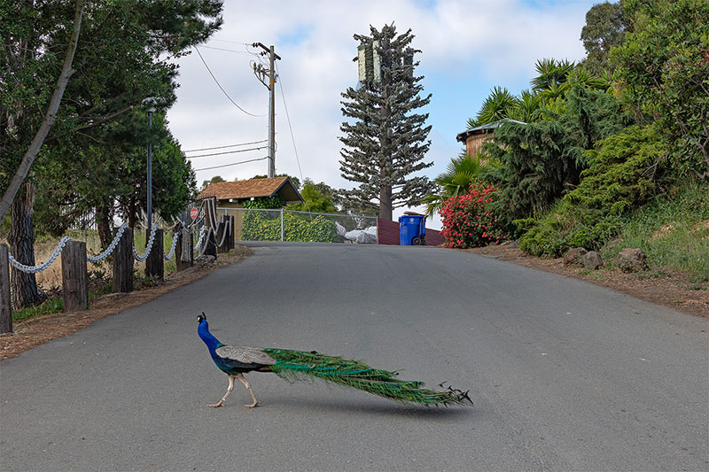 Fauxliage: Disguised Cell Towers Attempting to Blend Into their ...