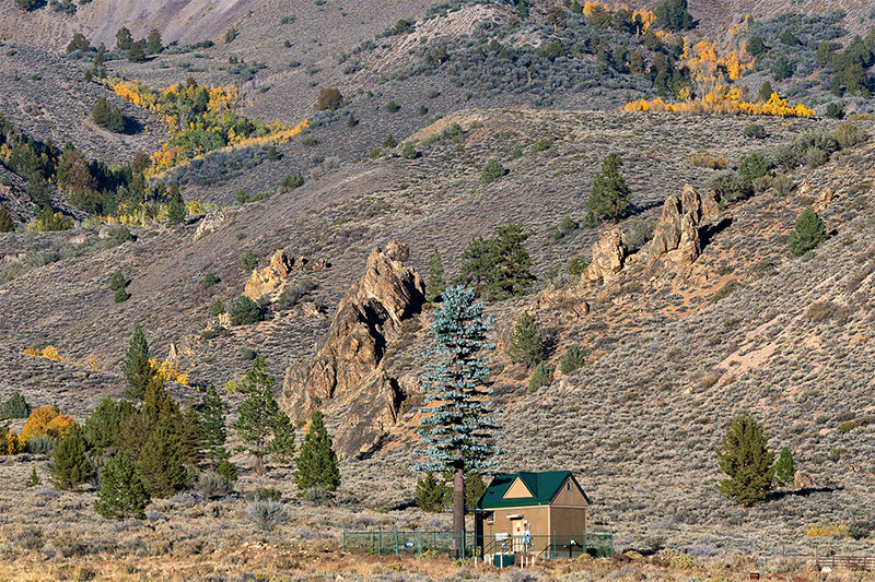 Fauxliage: Disguised Cell Towers Attempting to Blend Into their ...
