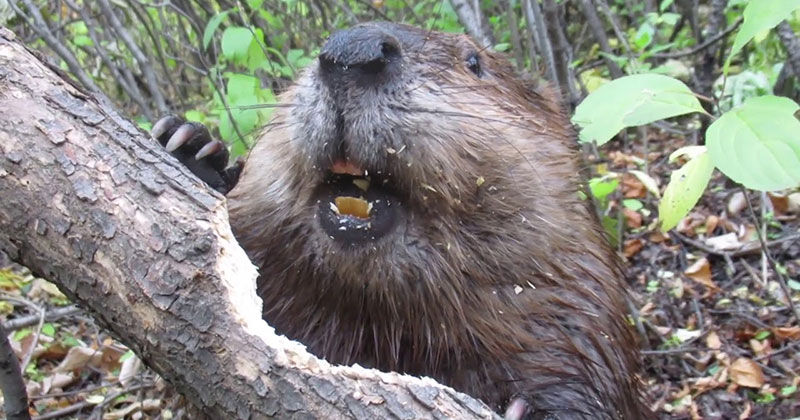 The Methodical Way This Beaver Chews Through This Tree Trunk is ...