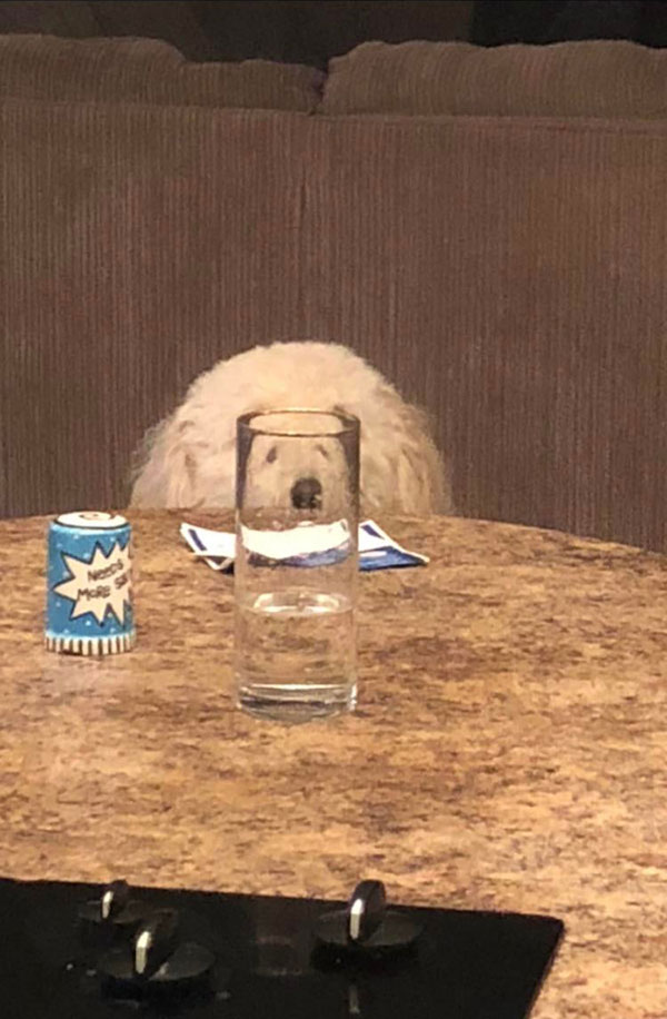 Pets Behind Various Glasses (15 Photos) - TwistedSifter