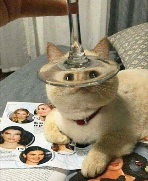 Pets Behind Various Glasses (15 Photos) » TwistedSifter