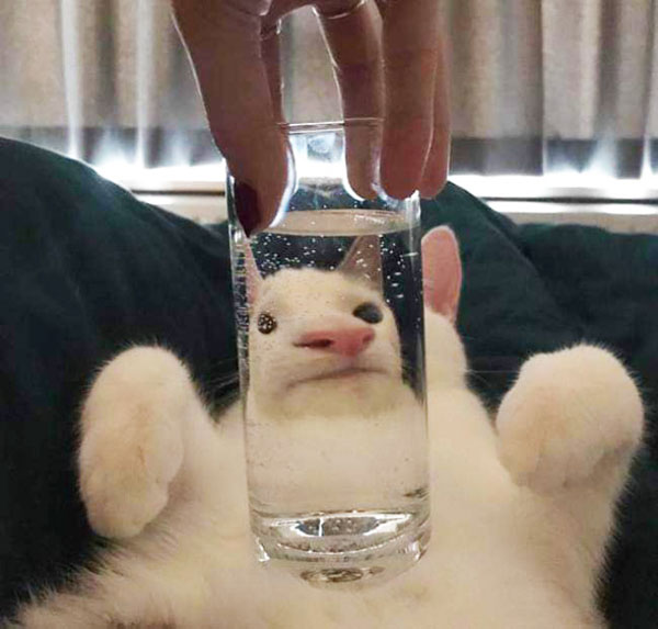 Pets Behind Various Glasses (15 Photos) - TwistedSifter