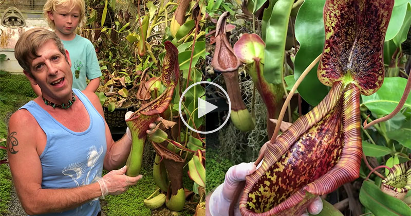 Gardener Reveals Contents of Mouse-Eating Pitcher Plant » TwistedSifter