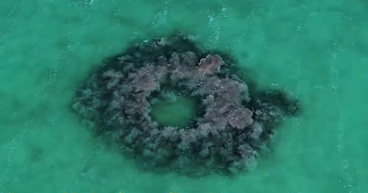 Amazing Footage from Above Shows Dolphins Making Mud Rings to Trap and ...