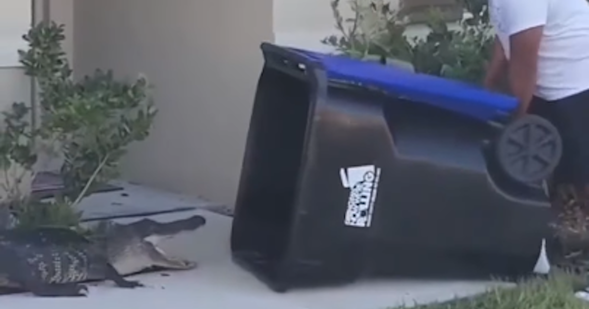 Guy Captures Alligator with Garbage Bin » TwistedSifter