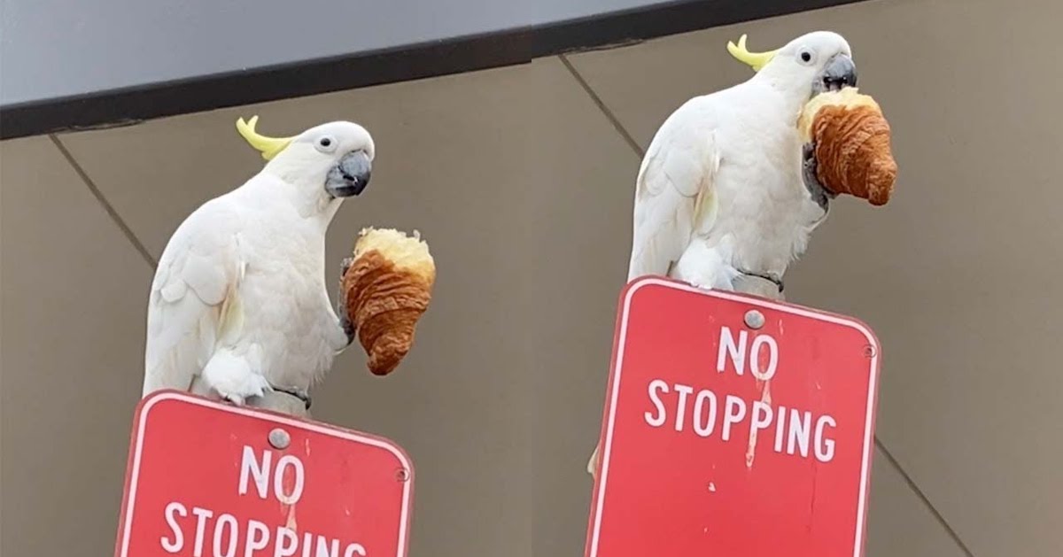 Just a Cockatoo Stopping for His Morning Croissant - TwistedSifter