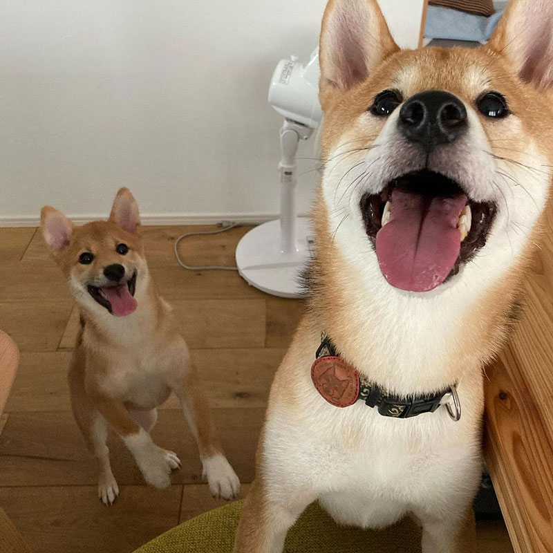 Pixel Dog » TwistedSifter