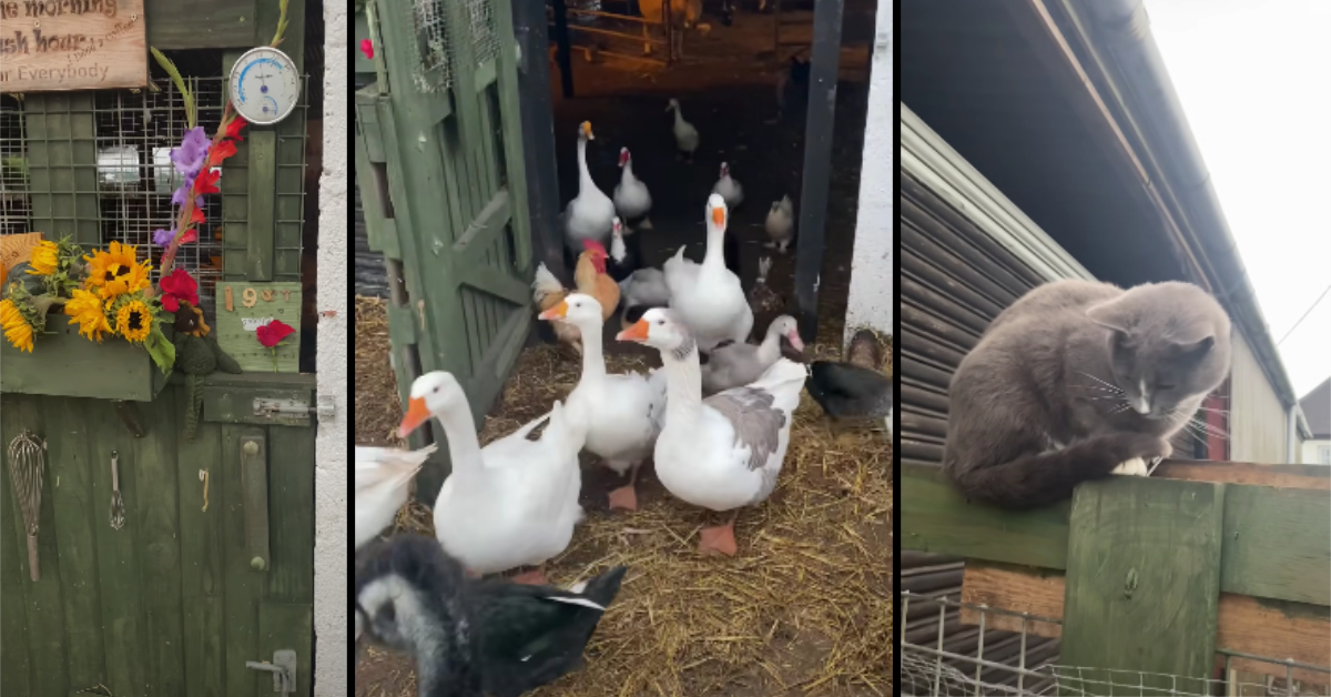 Every Day this Farmer Films the Morning Rush Hour and It’s Great ...