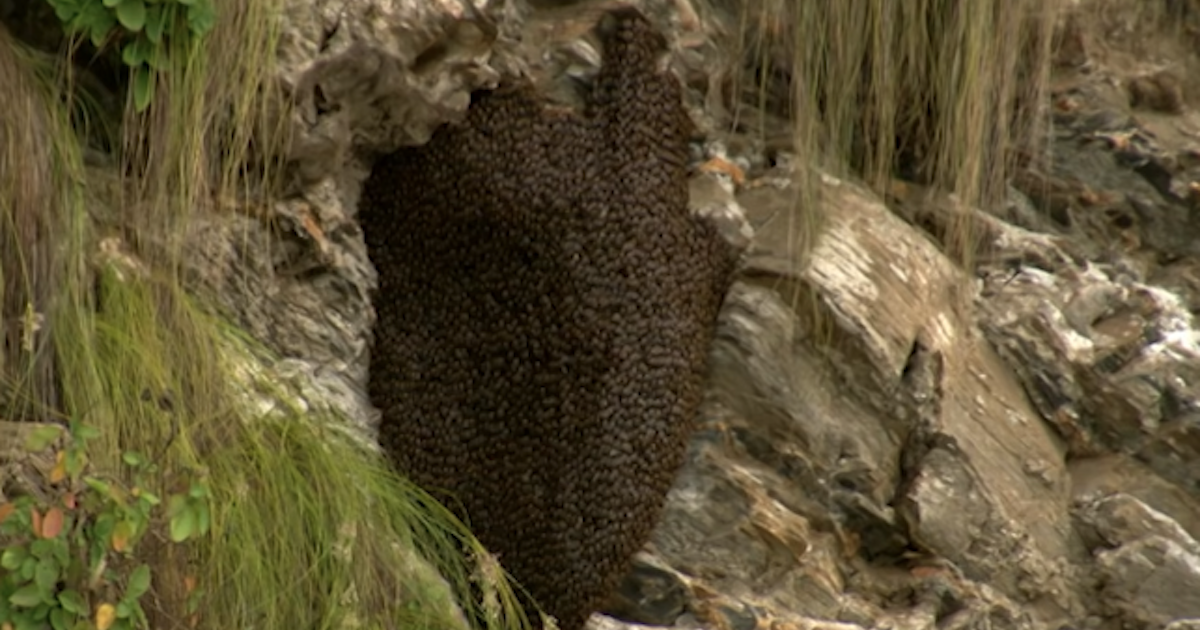Surreal Footage of Giant Buzzing Beehive Waves » TwistedSifter