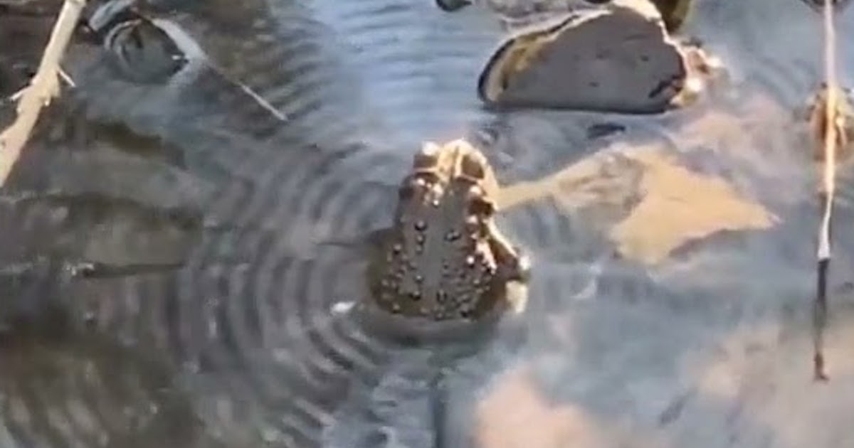 Toad Hits Perfect Note and Reaches Nirvana » TwistedSifter