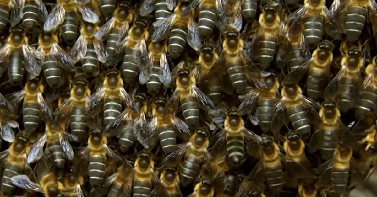 The Science Behind Why Bees Buzz in Sync » TwistedSifter