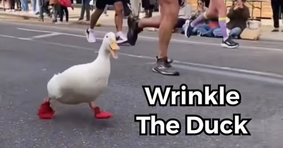 A Duck Named Wrinkle Ran the New York City Marathon » TwistedSifter
