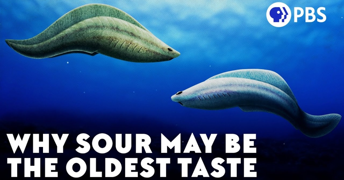 Sour Taste May Be the Oldest Taste of Them All » TwistedSifter