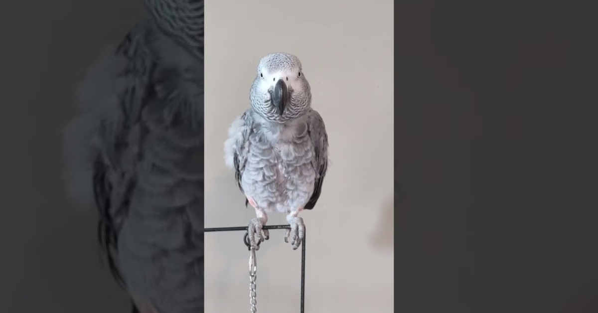 Parrot Mimics Her Human Owner’s Sniffles » TwistedSifter