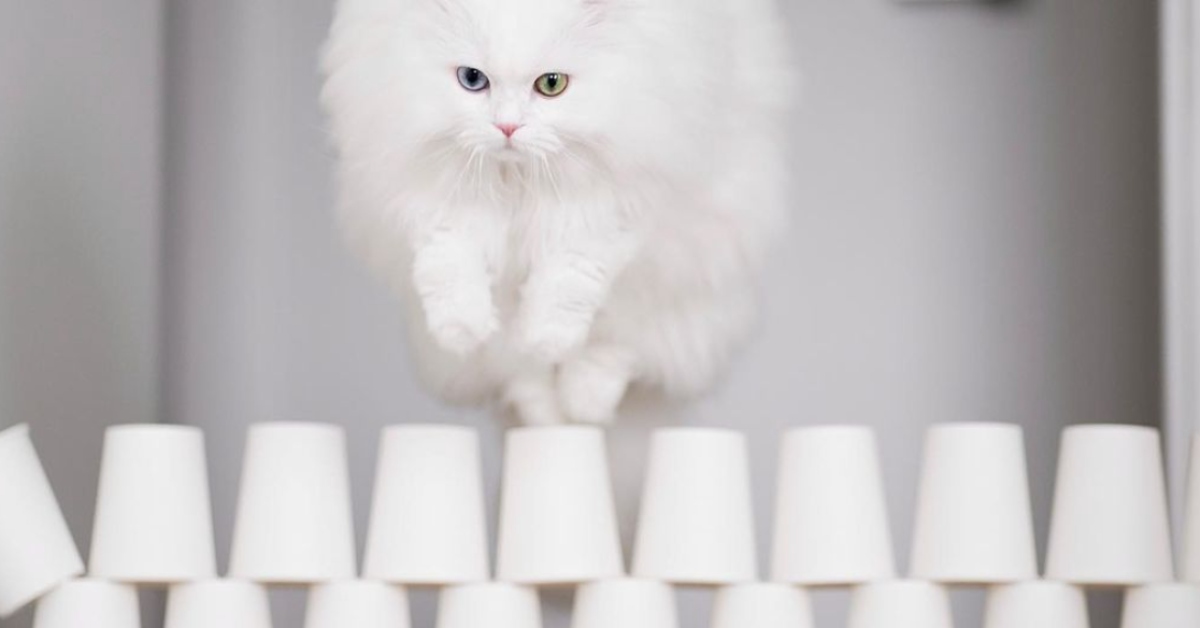 Cat Successfully Navigates Homemade Obstacle Courses Set Up by Her ...