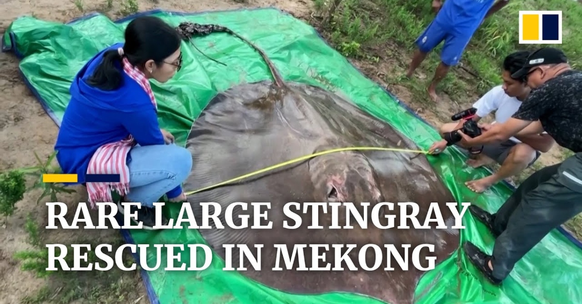 Scientists Release a Rare Giant Stingray Caught in Cambodia’s Mekong ...