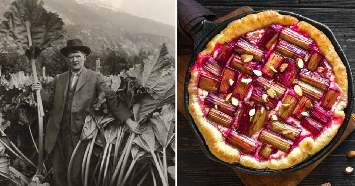 The Fascinating Roots Of Alaska’s Giant Rhubarb » TwistedSifter