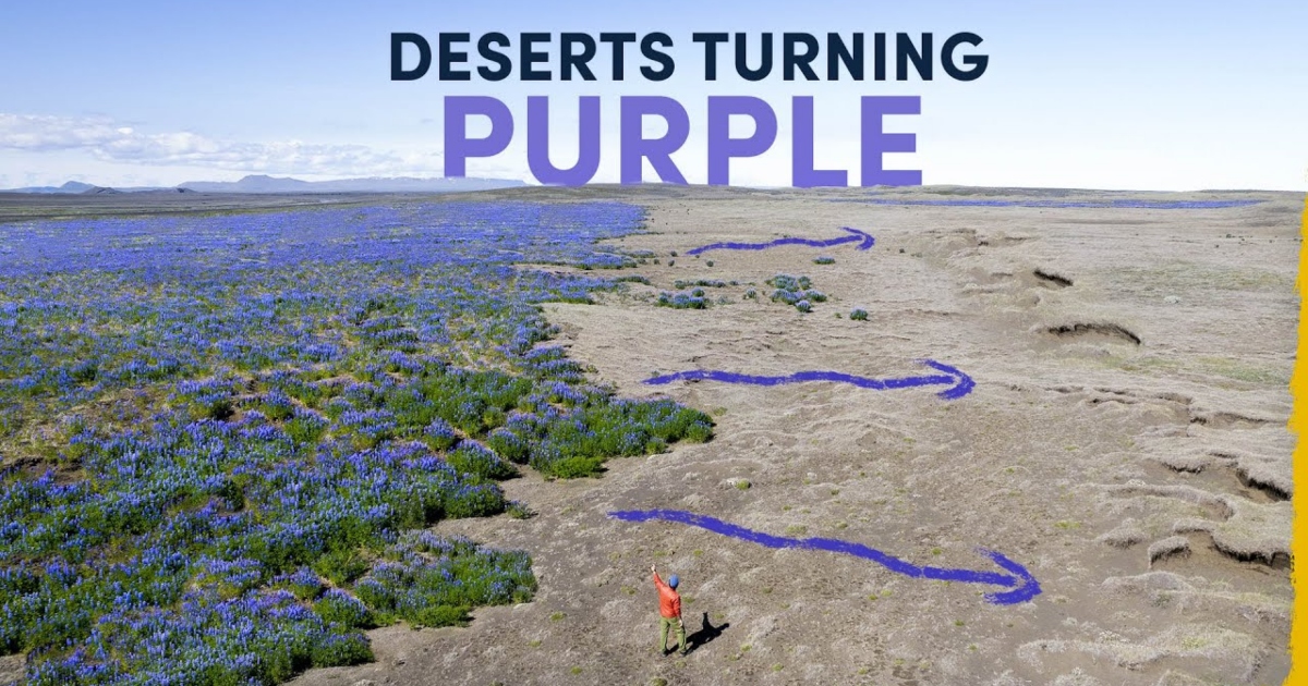 Why Iceland’s Deserts Are Turning Purple » TwistedSifter