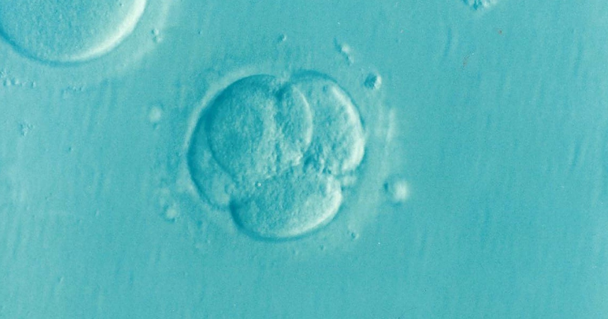 Twins Born from Embryos Created More Than 30 Years Ago Break Fertility ...