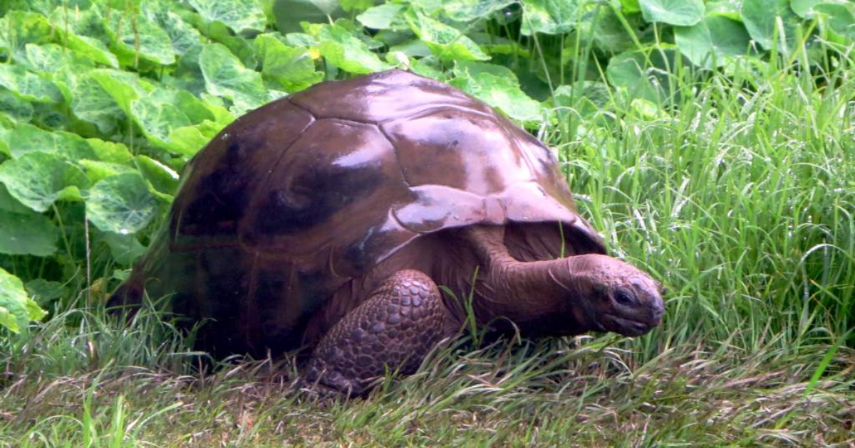 Jonathan the Tortoise, The World’s Oldest Animal, Turns 190 » TwistedSifter