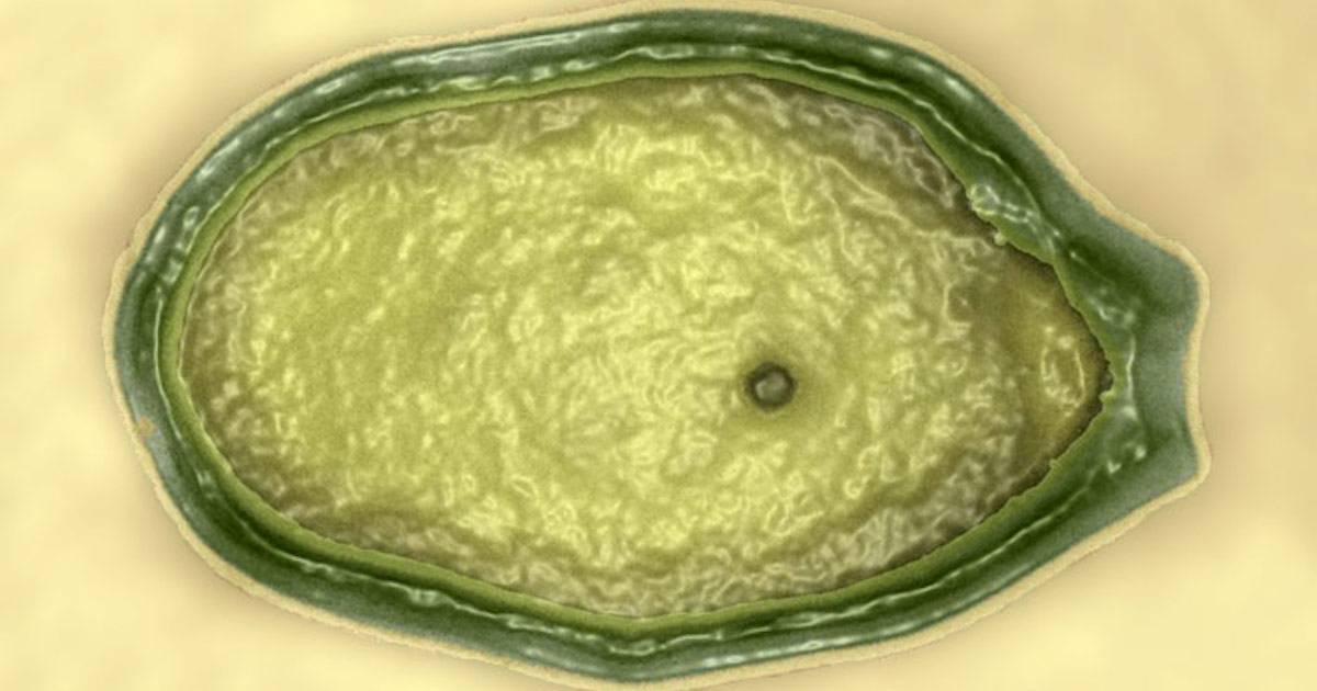 Scientists Thaw 48,500-Year-Old Virus from Ancient Siberian Permafrost ...