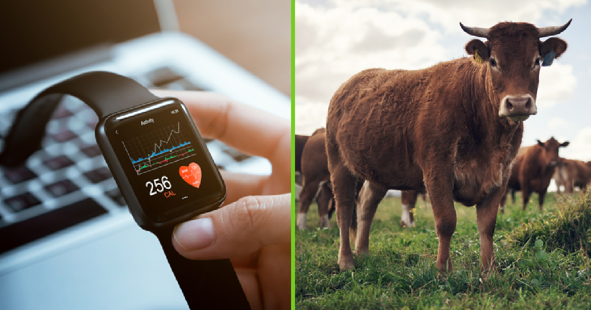 Smart Farms Are The Wave Of The Future And Cows Will Soon Be Wearing ...