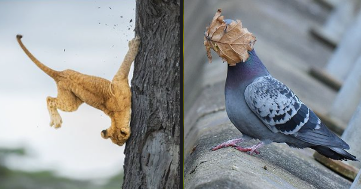 13 Hilarious Photos From the Comedy Wildlife Photo Awards » TwistedSifter