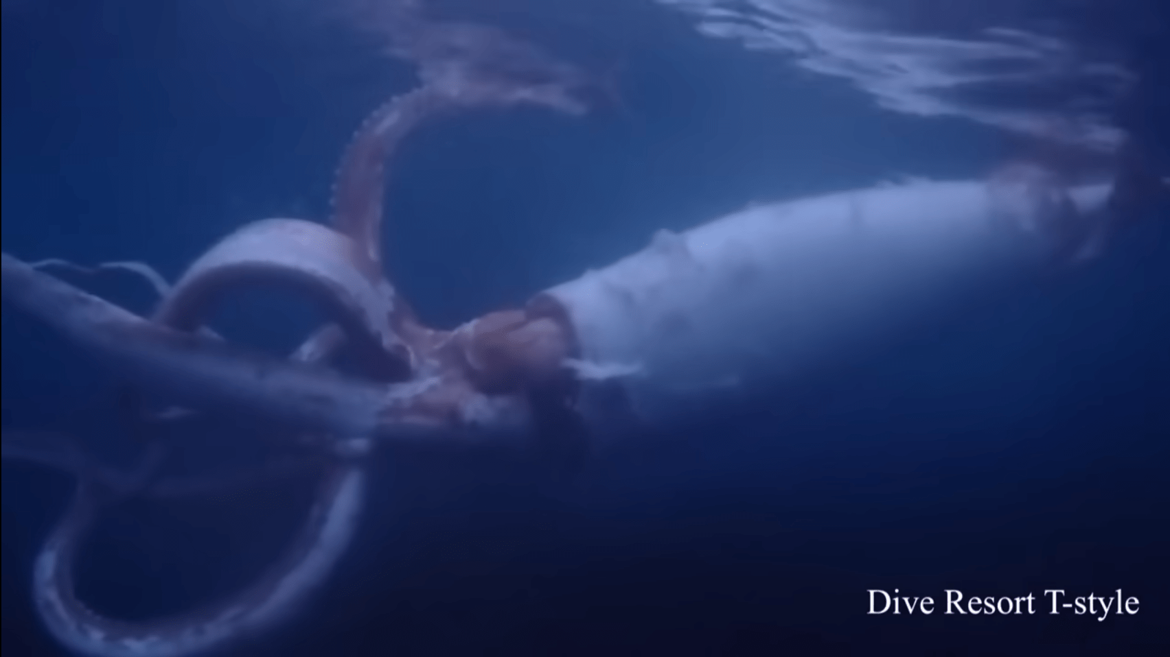 These Japanese Divers Came Face-To-Face With A Giant Squid » TwistedSifter