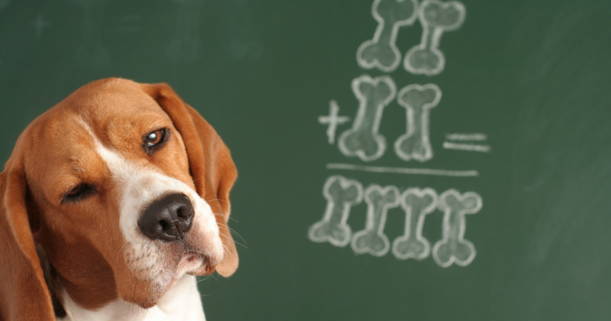 The Verdict Is In On The Most Intelligent Dog Breed, And It Just Might ...