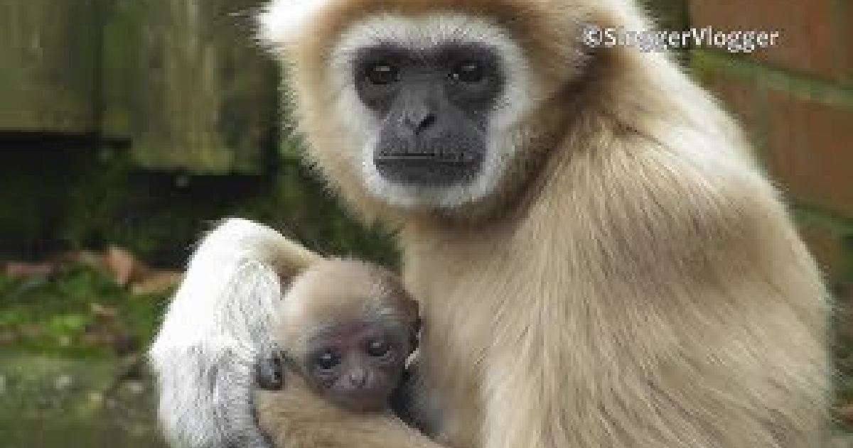 How Did A Female Gibbon Kept Alone End Up Giving Birth? » TwistedSifter