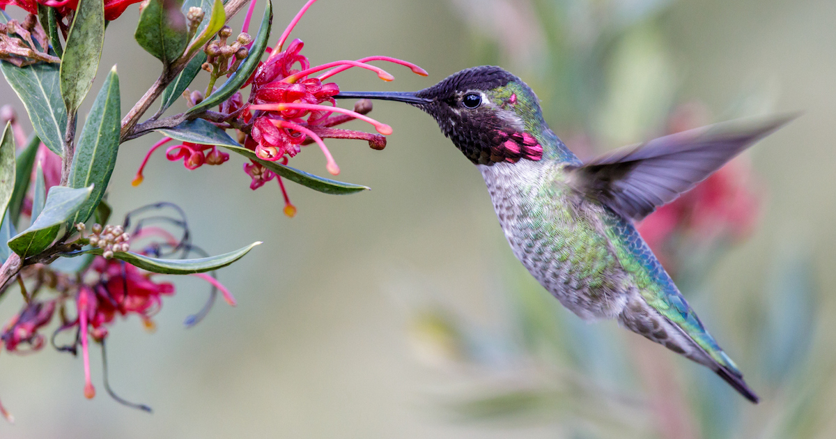 Discover The Hybrid Hummingbird Whose Feathers Are A Genetic Puzzle ...