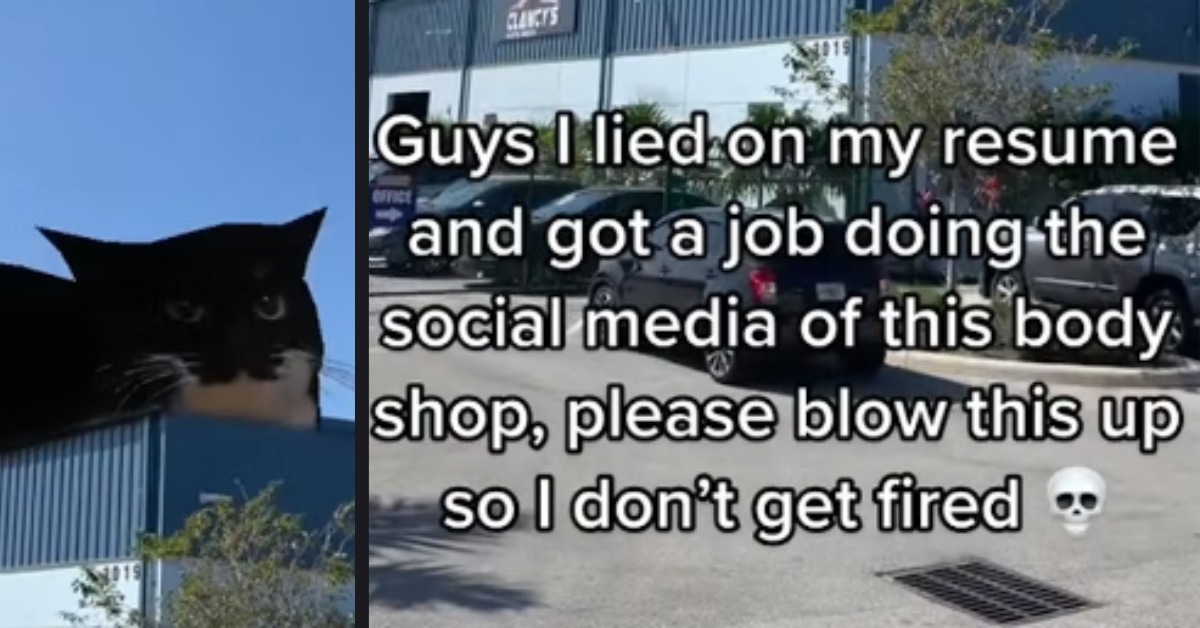 An Old Cat Meme Helped a Florida Auto Body Shop Go Viral in a Big Way ...