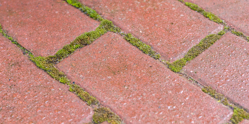 How Baking Soda Can Help Get Rid Of Unwanted Moss - TwistedSifter