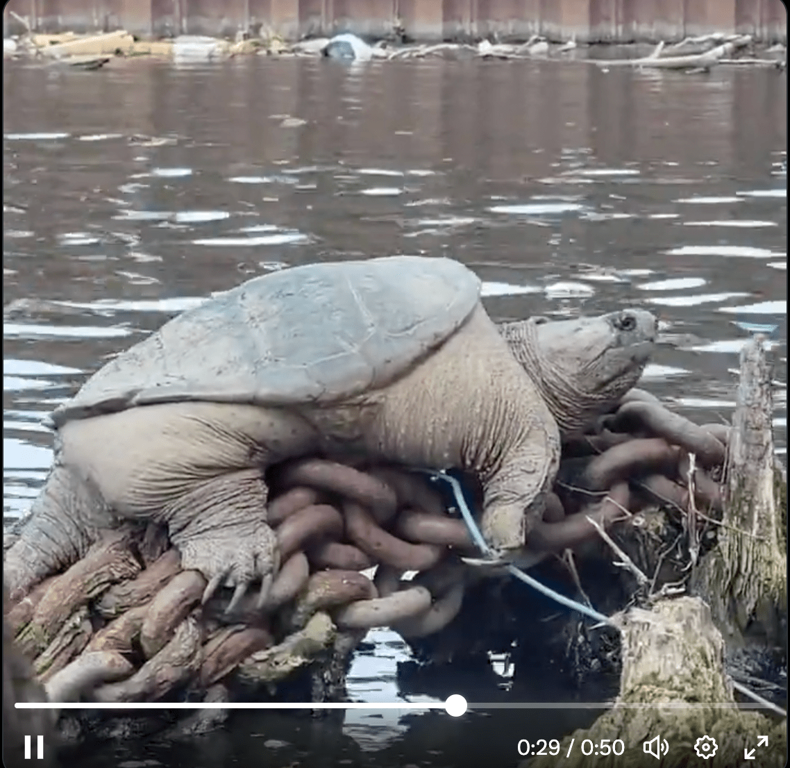 Proof That Giant Snapping Turtles Hang Out In The Chicago River ...