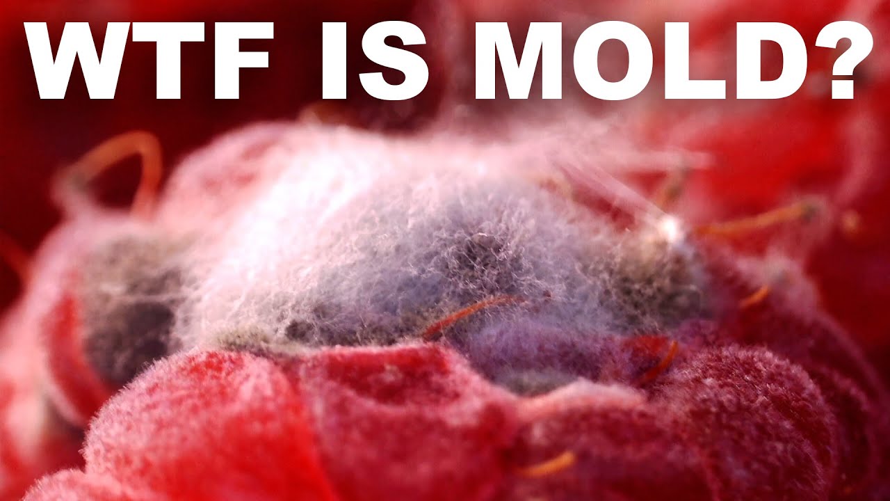 If Your Food Too Moldy To Consume? Here’s How You Can Tell. » TwistedSifter
