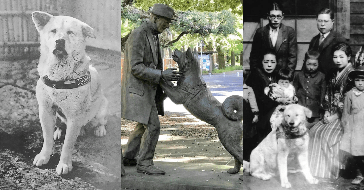 The True Story of Hachiko, History’s Most Loyal Dog And How Japan ...