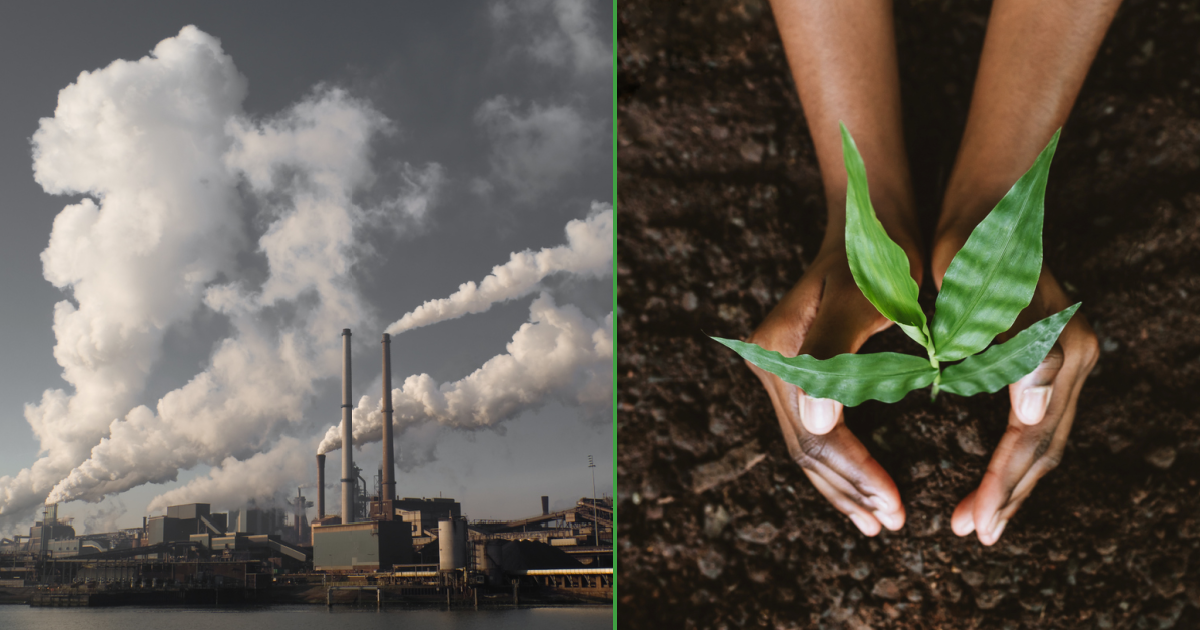 Scientists Create Air-Cleaning “Mother Tree” That Absorbs Nearly 30% ...