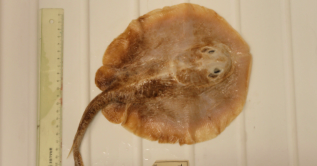 Java Stingaree Is The First Species Of Fish To Go Extinct As A Result ...