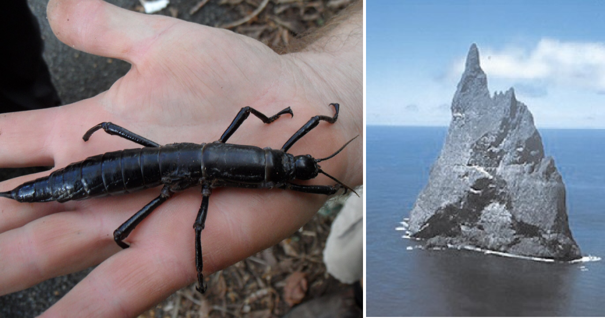 The World’s Rarest Insects, Tree Lobsters, Are Making A Comeback From ...