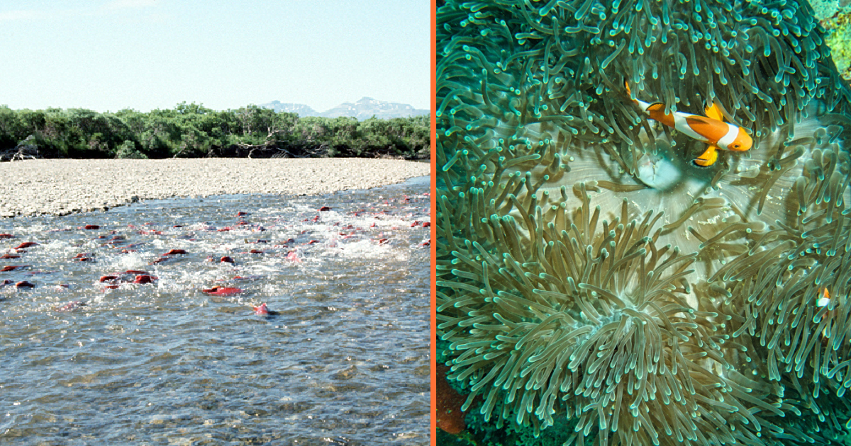 What Would Happen If Every Saltwater Fish Disappeared? » TwistedSifter