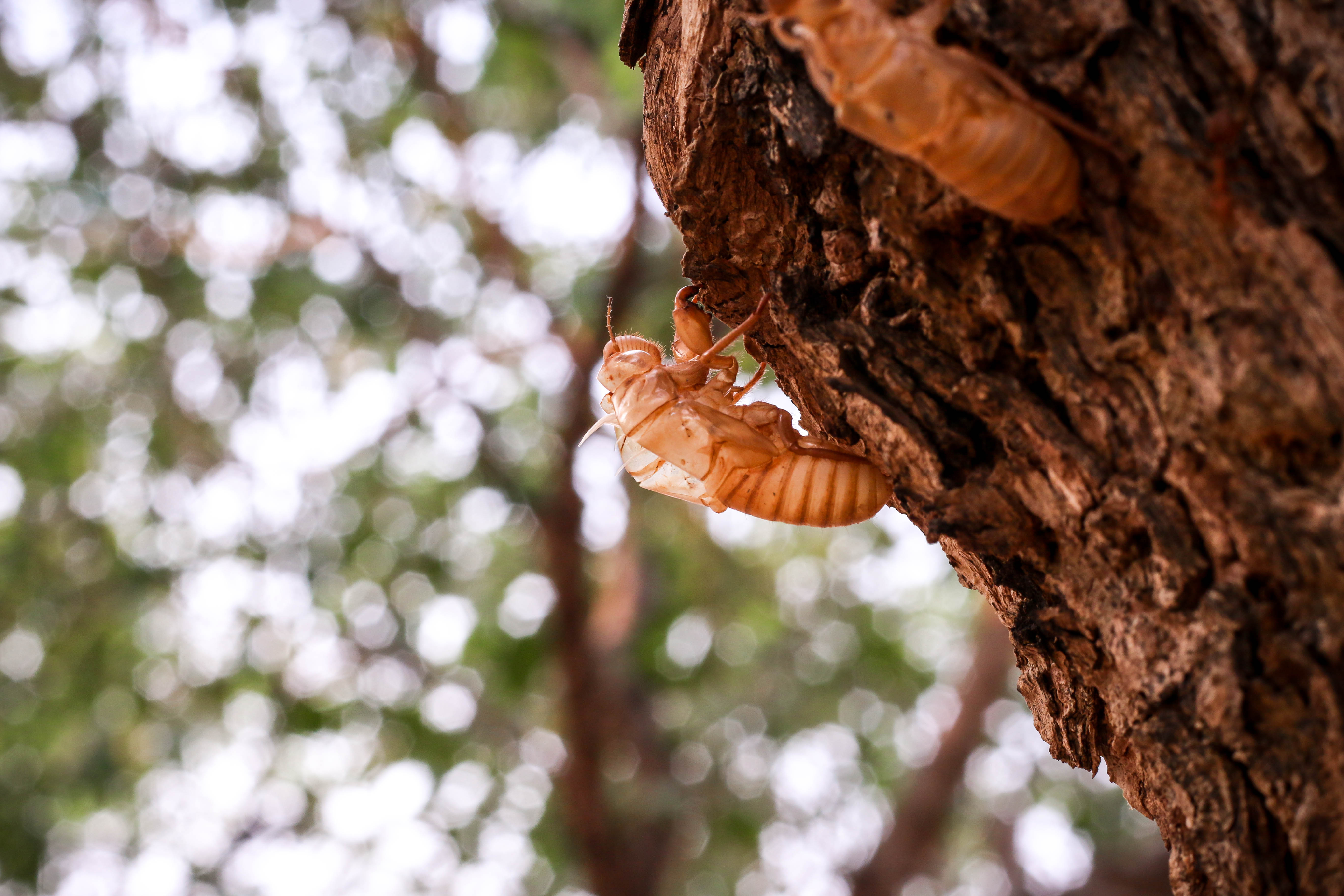 Two Cicada Broods Will Emerge Together This Spring. The Last Time They ...