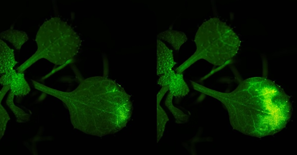 Researchers Have Finally Recorded Plants “Talking” On Camera And ...