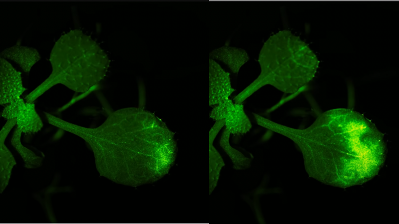 Researchers Have Finally Recorded Plants “Talking” On Camera And ...
