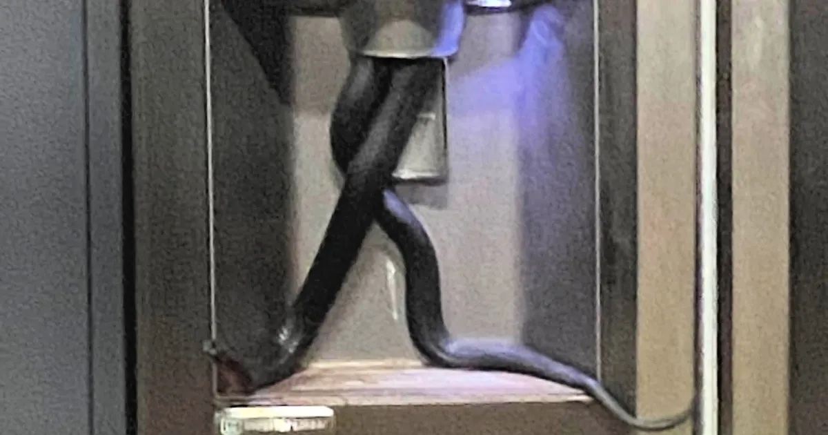 Family Discovered A Venomous Snake In Their Fridge’s Water Dispenser ...