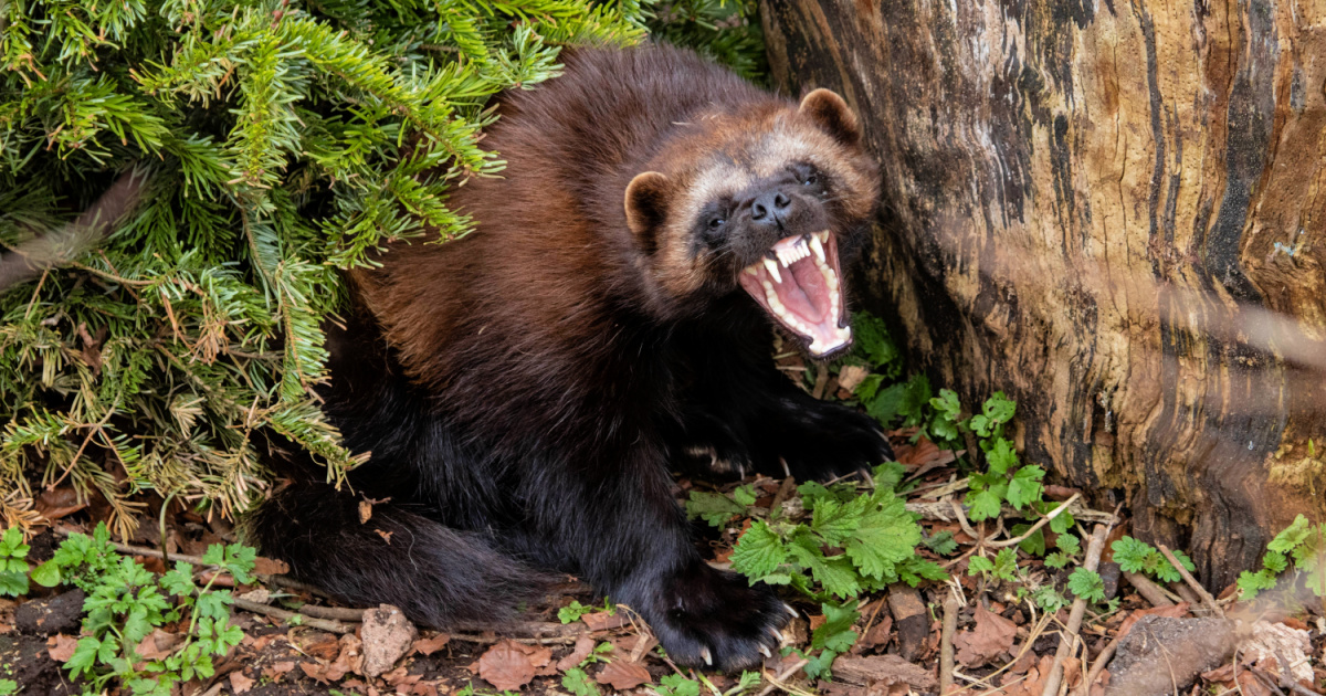 After 100 Years, Scientists Are Bringing The Wolverine Back To The ...