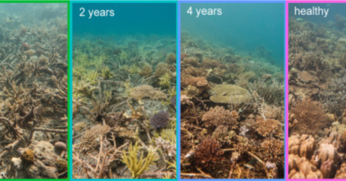 How A Steel Frame Resurrected An Entire Coral Reef And Could Provide A ...