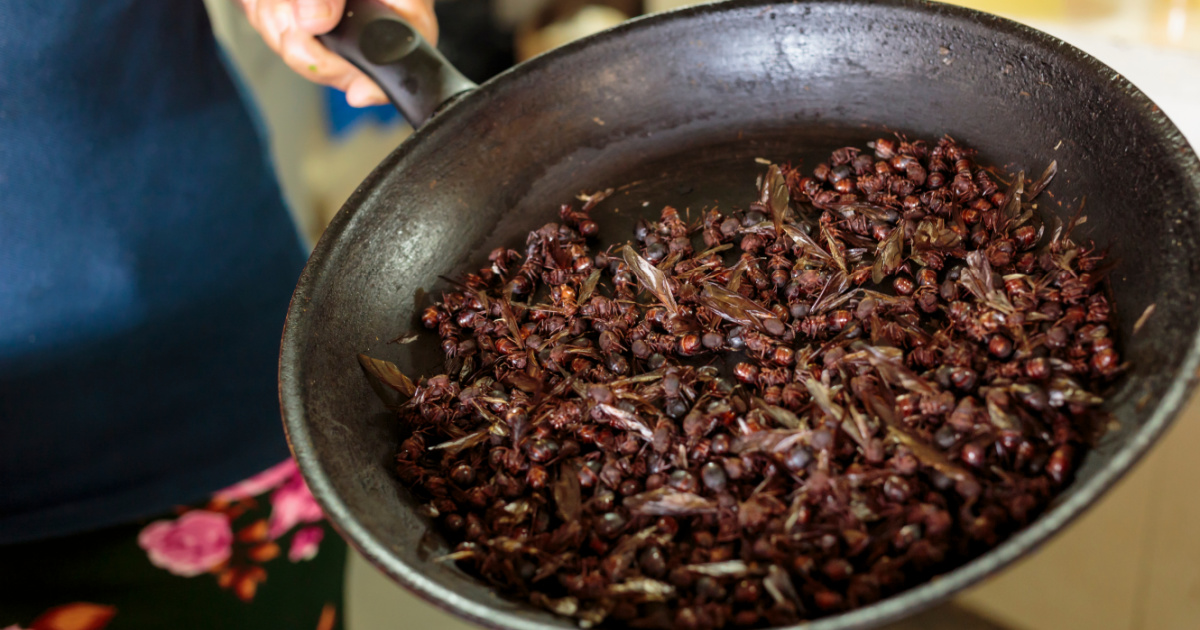 The Next Big Seasoning Trend Are Edible Ants Whose Venom Tastes Savory ...