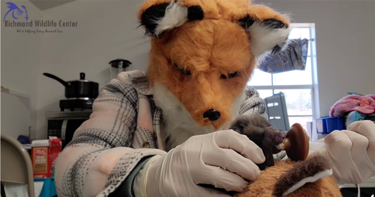 This Wildlife Center Employee Cares For Baby Foxes Dressed Like An ...