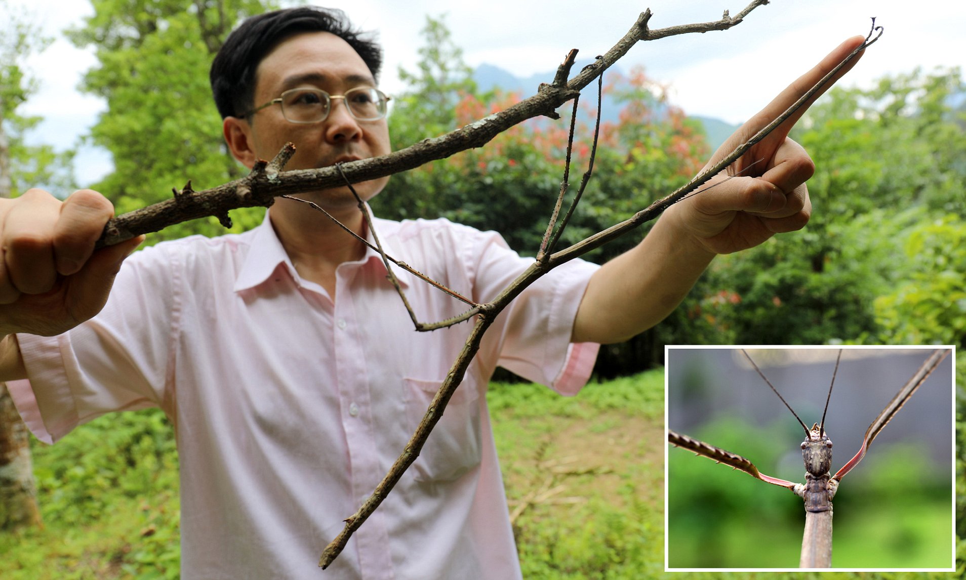 The World's Longest Insect Is Over Two-Feet Long - TwistedSifter
