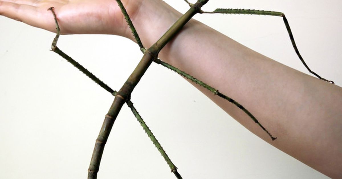 The World’s Longest Insect Is Over Two-Feet Long » TwistedSifter